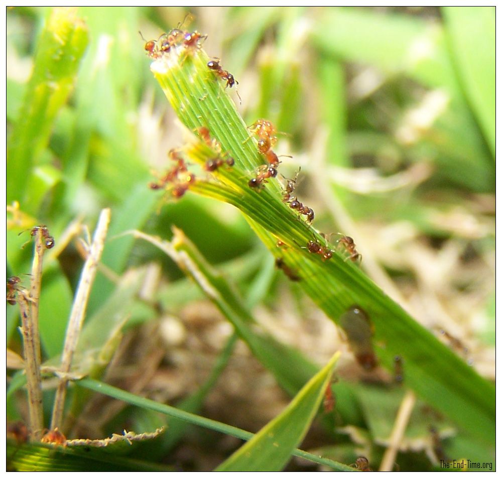 Why does God say ‘look to the ant’?