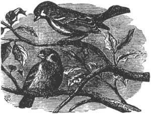 Consider the Sparrow