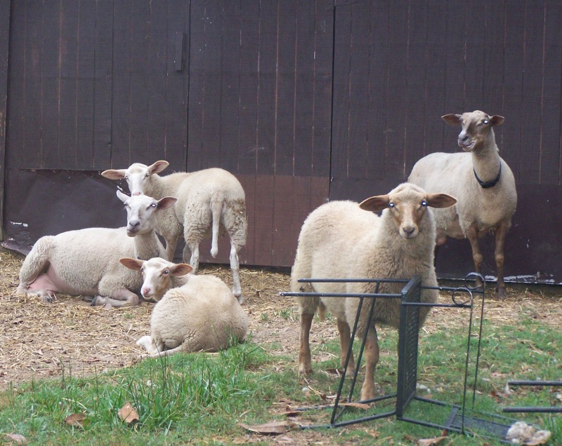 A Day in the Life of a: Shepherd