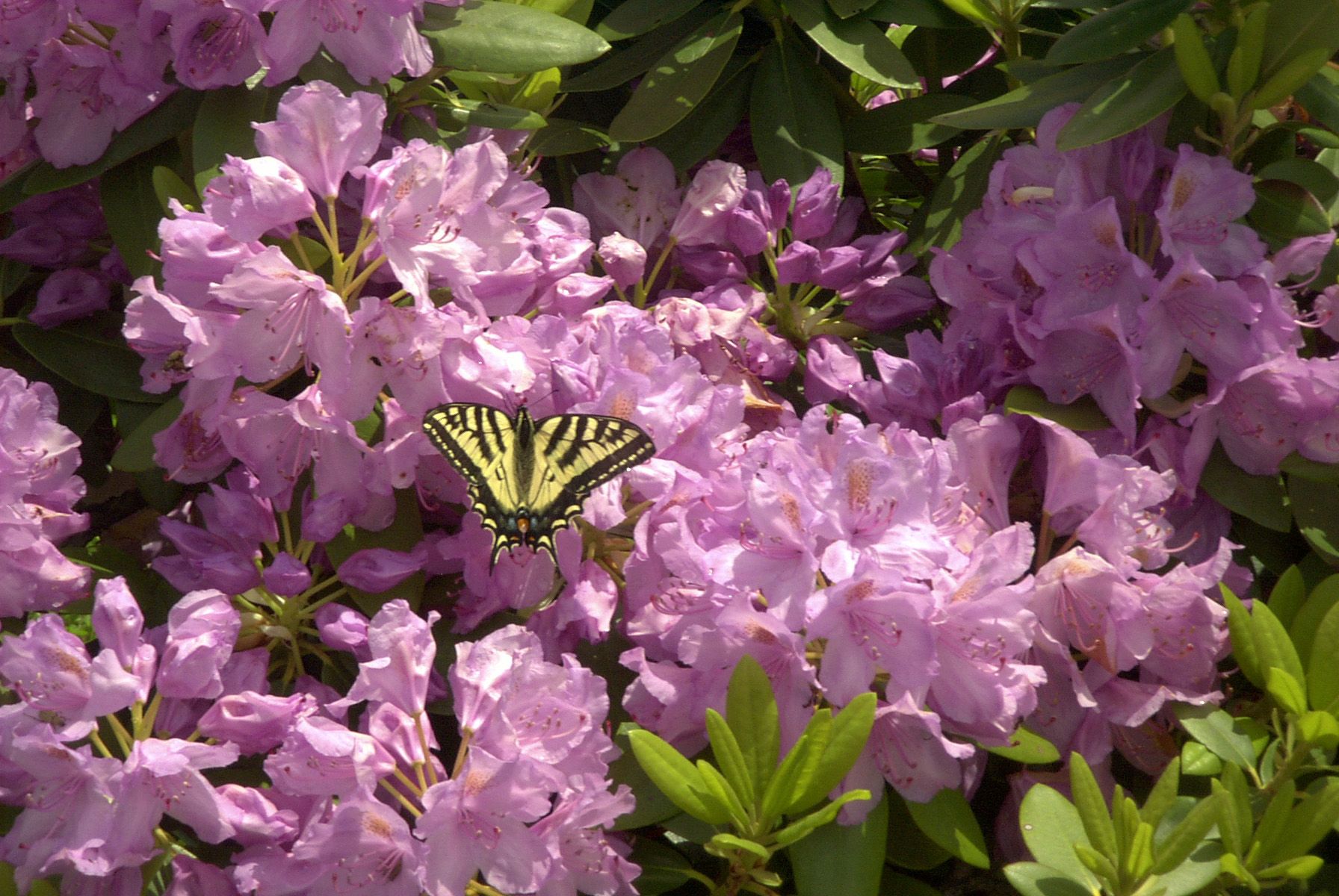 Are you done with butterfly hunting?