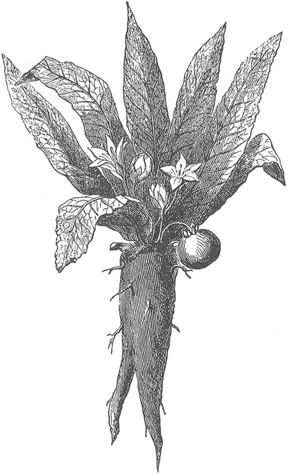 ‘I want those mandrakes’, Rachel said. So what are mandrakes?