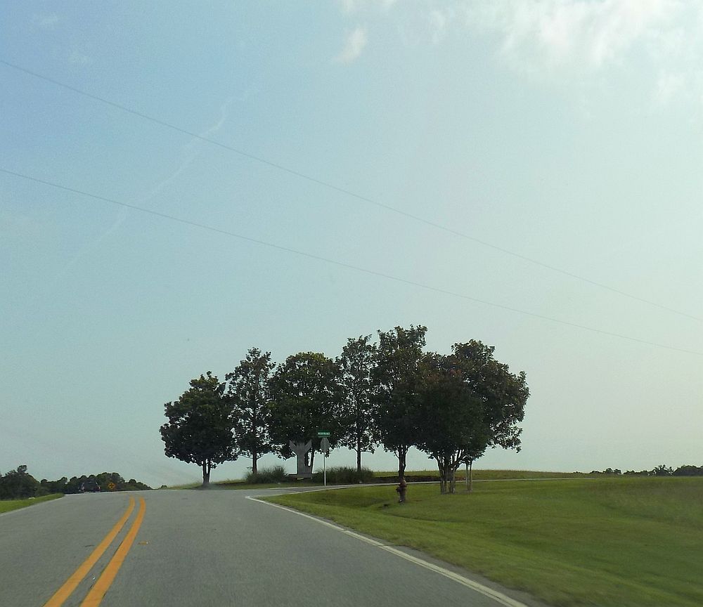 What is the Almug Tree?