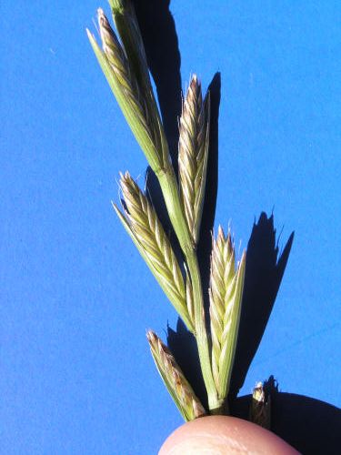 Darnel is Devastating