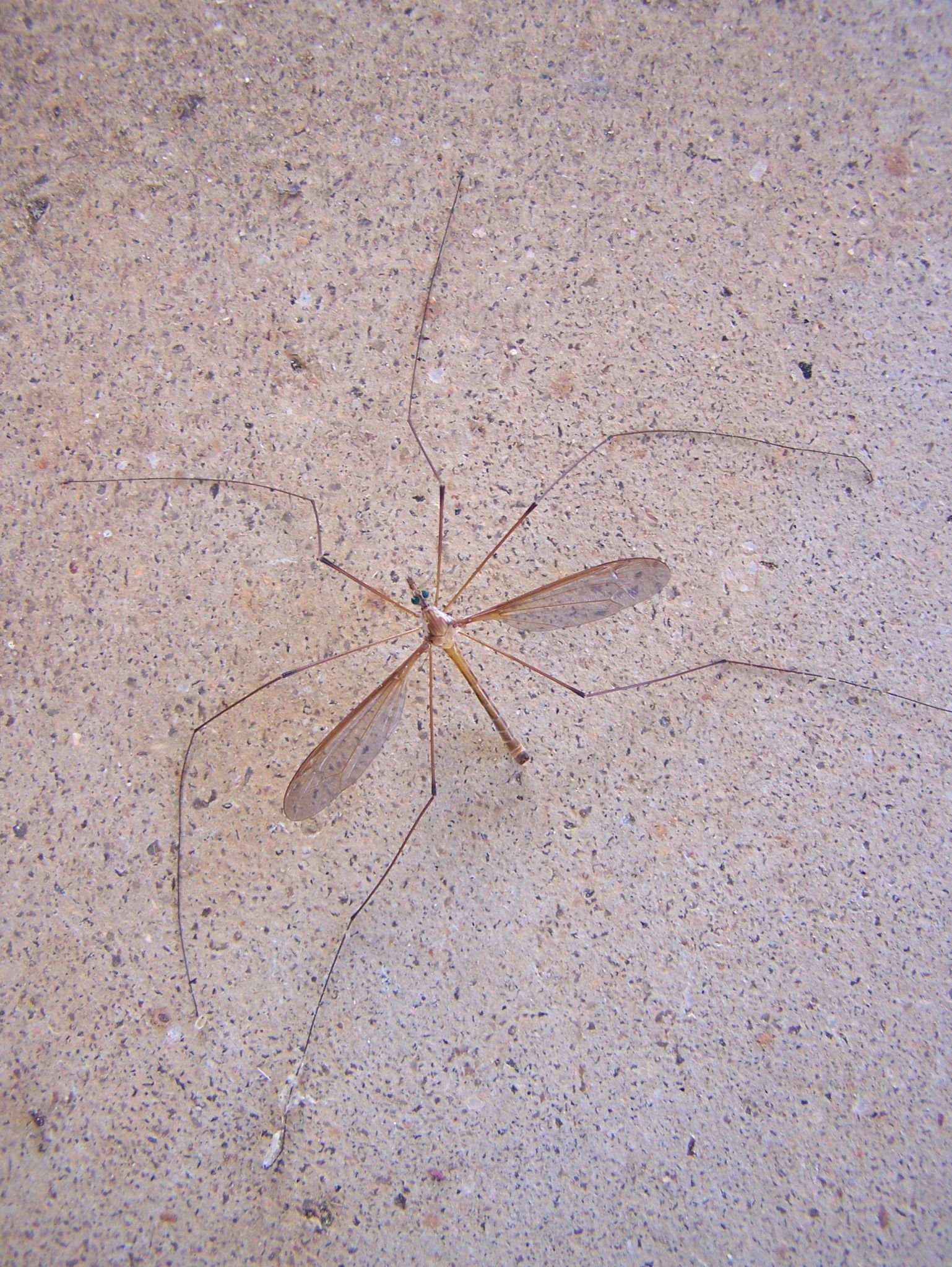 Strain a gnat, swallow a camel