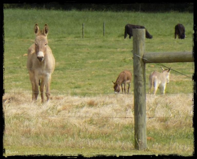All about the Donkey