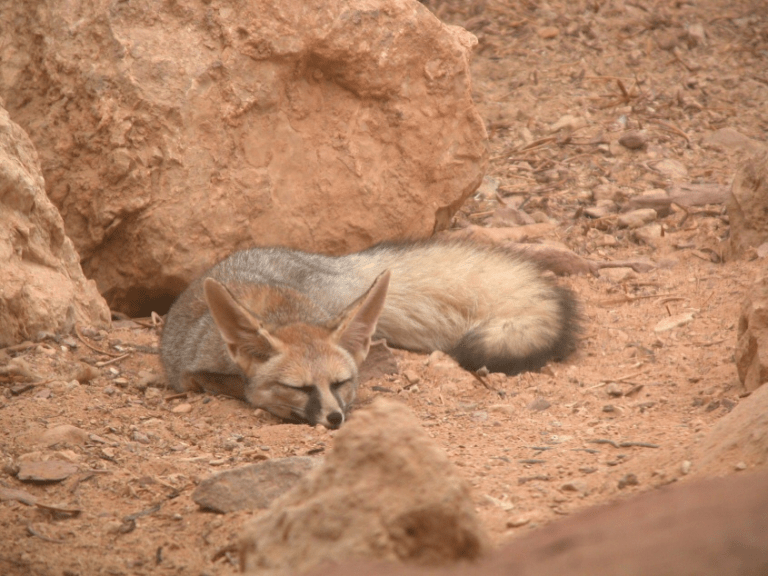 When Prophets Roam Like Jackals