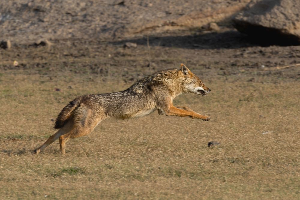 When Prophets Roam Like Jackals